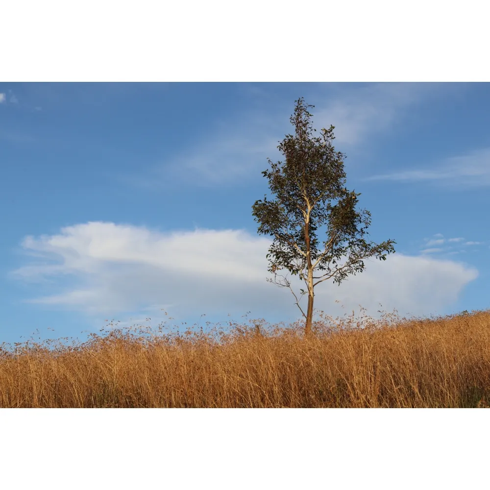 Artwork Guidelines & Graphics Uploader for TESTA